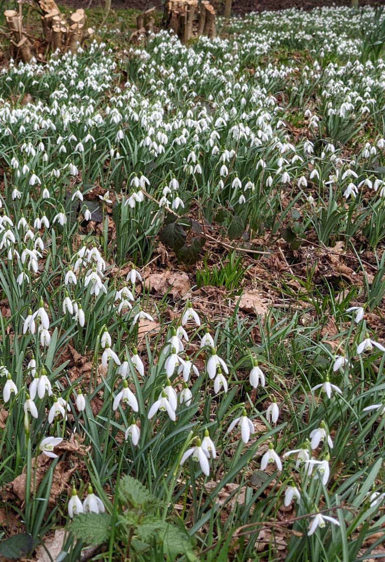Peter Mills Gardening | Horticulturalist, Naturalist, Gardener