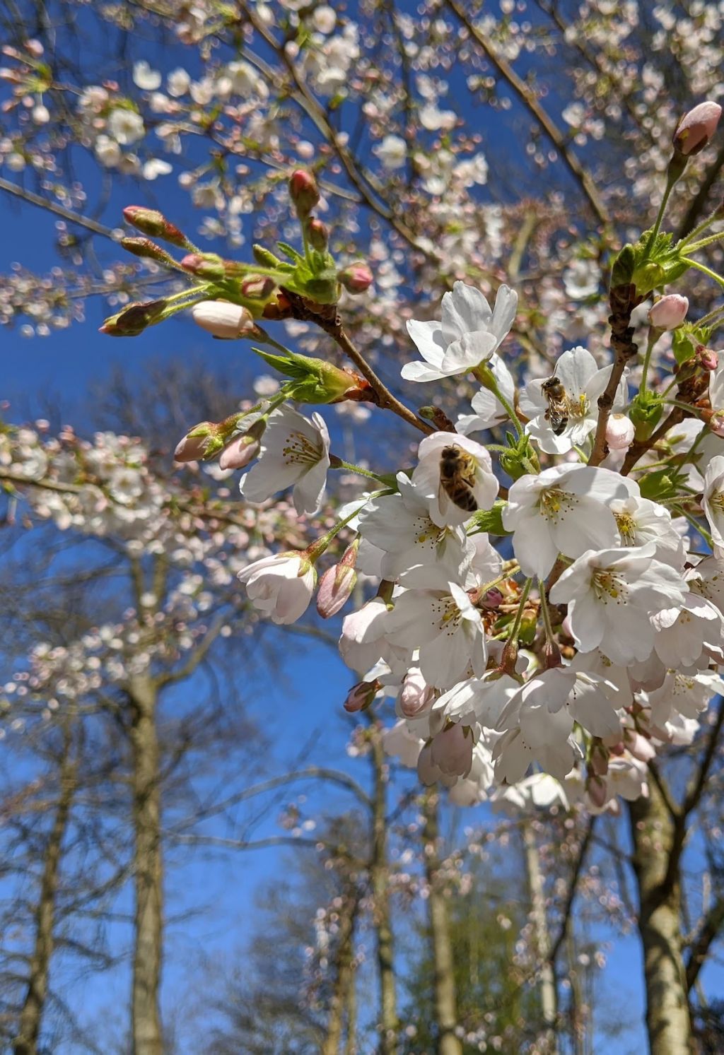 Peter Mills Gardening | Horticulturalist, Naturalist, Gardener